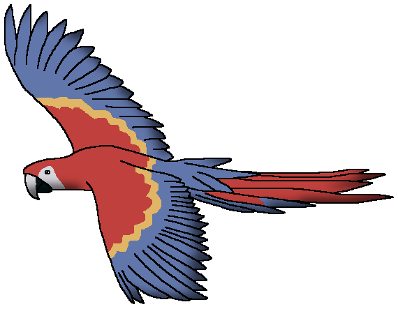 Scarlet Macaw Flying Animation