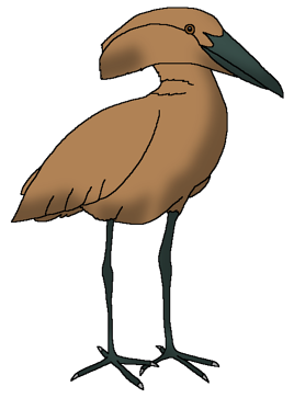 Hamerkop | Wildlife Animal Pedia Wiki | Fandom