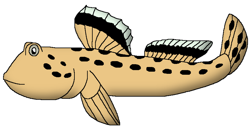 Giant Mudskipper | Wildlife Animal Pedia Wiki | Fandom