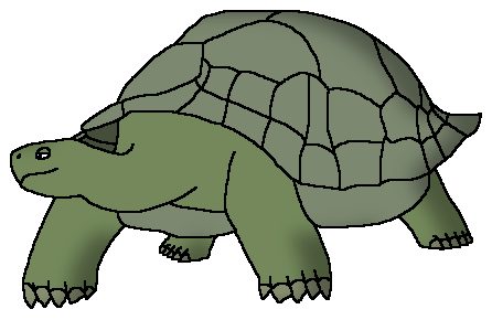 Galápagos Tortoise | Wildlife Animal Pedia Wiki | Fandom