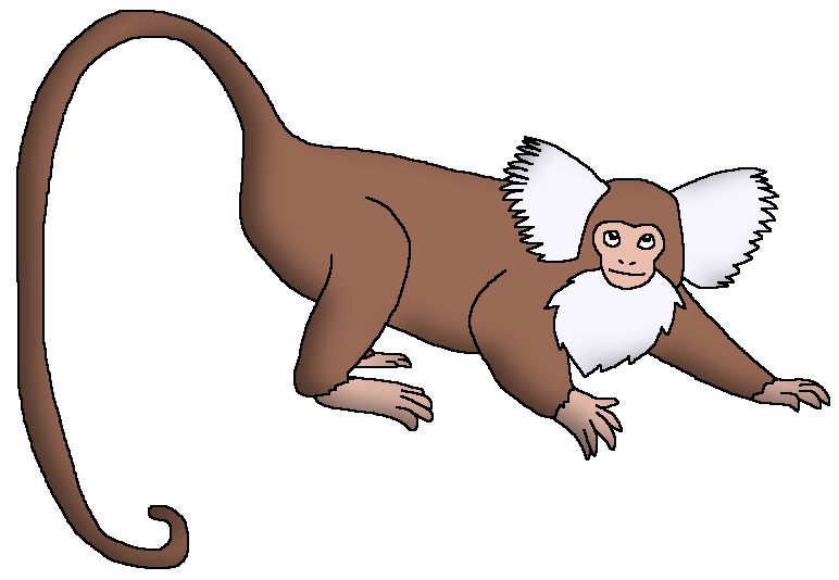 Common Marmoset | Wildlife Animal Pedia Wiki | Fandom