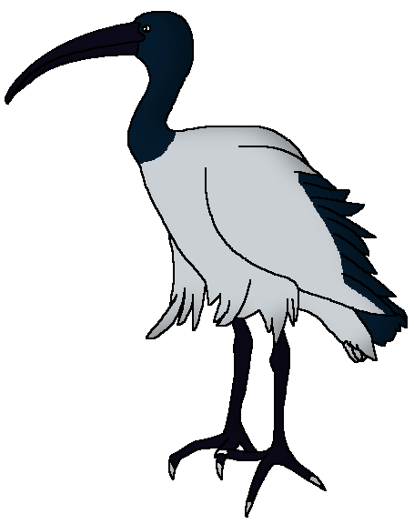 African Sacred Ibis | Wildlife Animal Pedia Wiki | Fandom