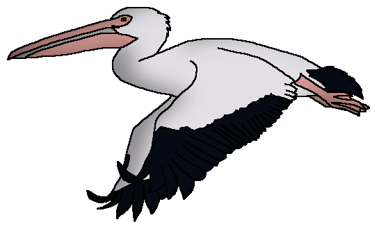 Great White Pelican | Wildlife Animal Pedia Wiki | Fandom