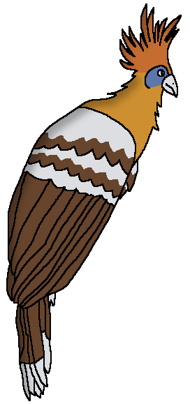 Hoatzin | Wildlife Animal Pedia Wiki | Fandom