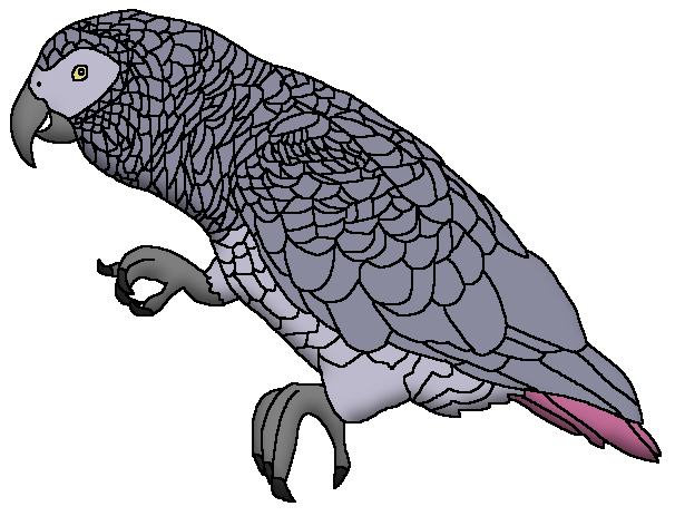 Grey Parrot | Wildlife Animal Pedia Wiki | Fandom