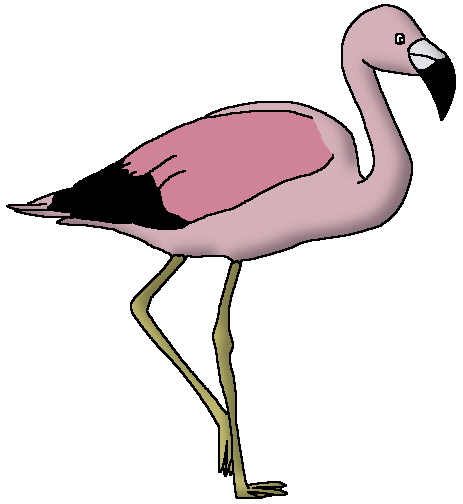 Andean Flamingo | Wildlife Animal Pedia Wiki | Fandom