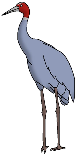 Sarus Crane | Wildlife Animal Pedia Wiki | Fandom