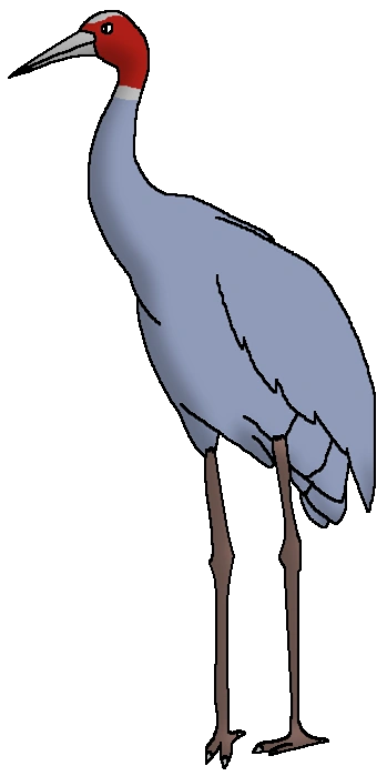 Sarus Crane | Wildlife Animal Pedia Wiki | Fandom