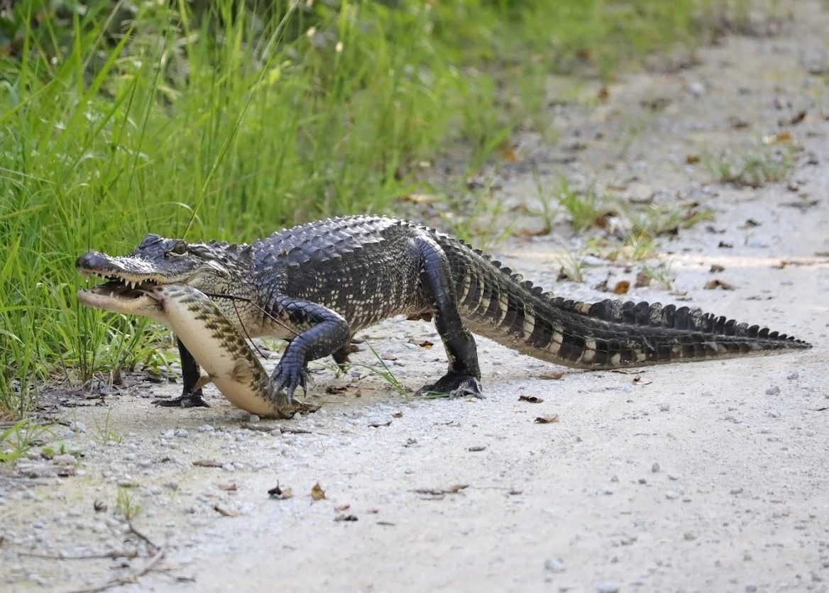 Alligator mississippiensis-American Alligator | Wildlife of the ...
