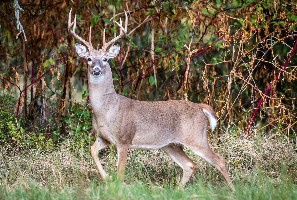 Odocoileus virginianus-White-tailed Deer | Wildlife of the American ...