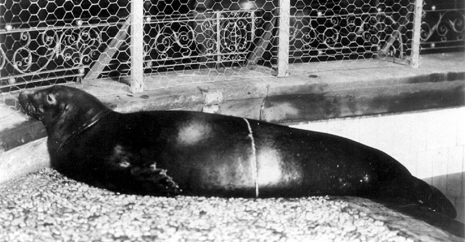 Neomonachus tropicalis-Caribbean Monk Seal | Wildlife of the American ...