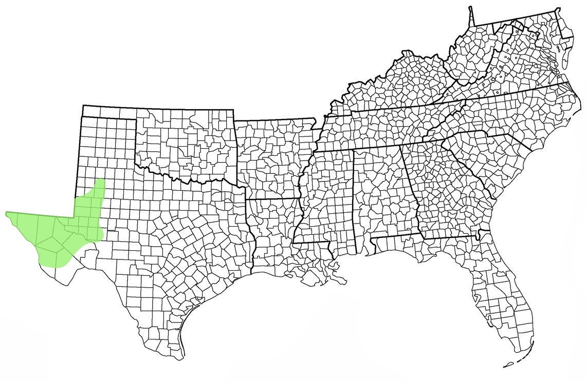Dipodomys spectabilis-Banner-tailed Kangaroo Rat | Wildlife of the ...