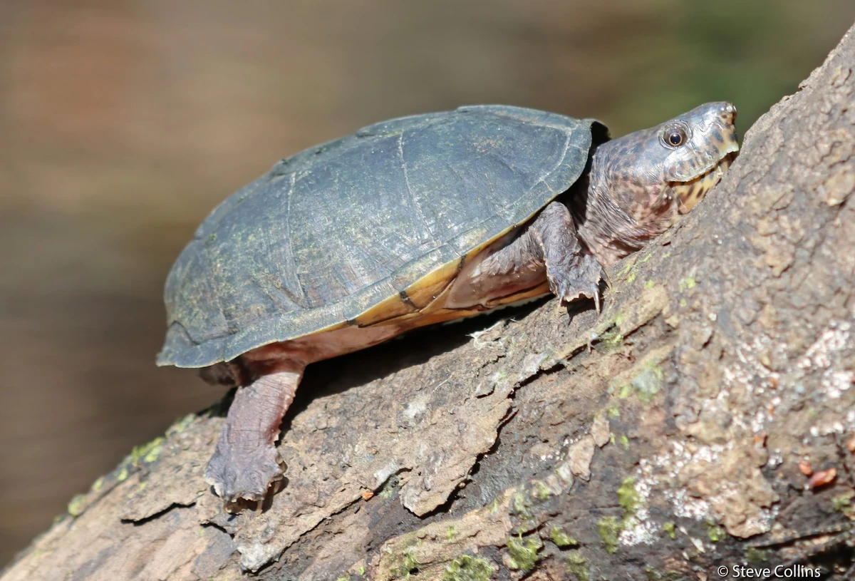 Sternotherus minor-Loggerhead Musk Turtle | Wildlife of the American ...