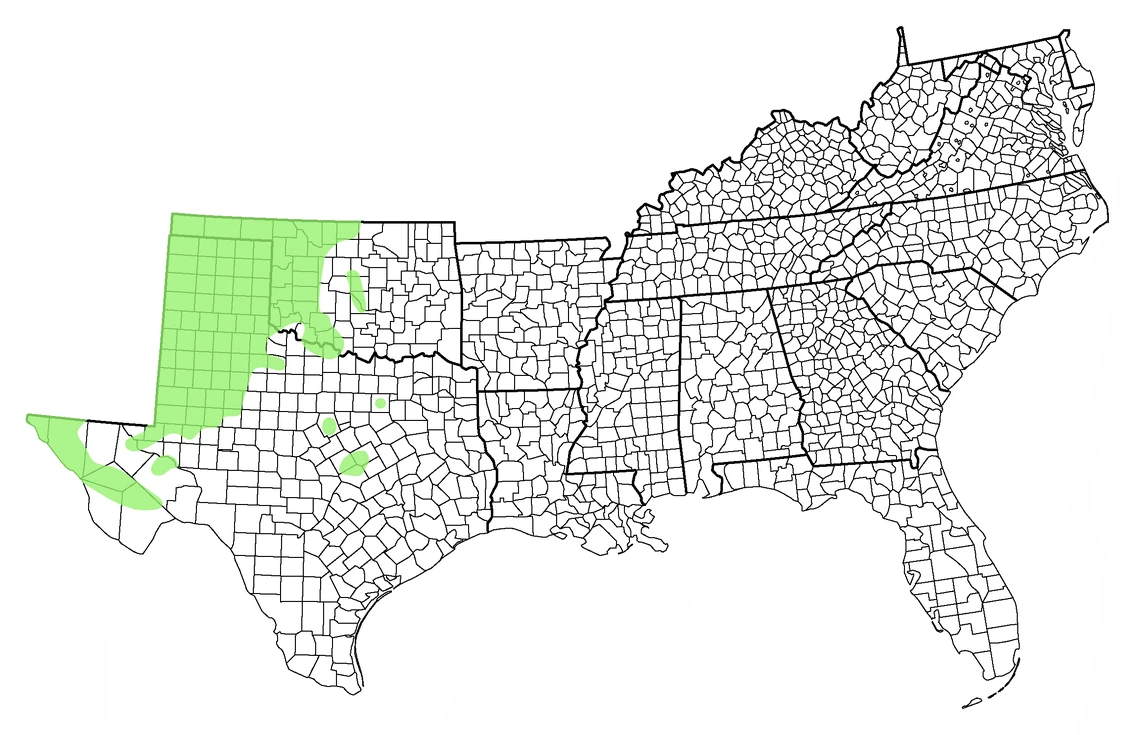 Holbrookia maculata-Lesser Earless Lizard | Wildlife of the American ...
