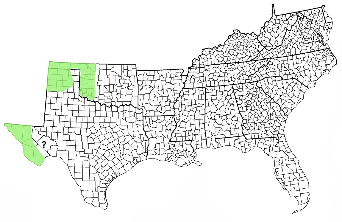 Perognathus flavus-Silky Pocket Mouse | Wildlife of the American South ...