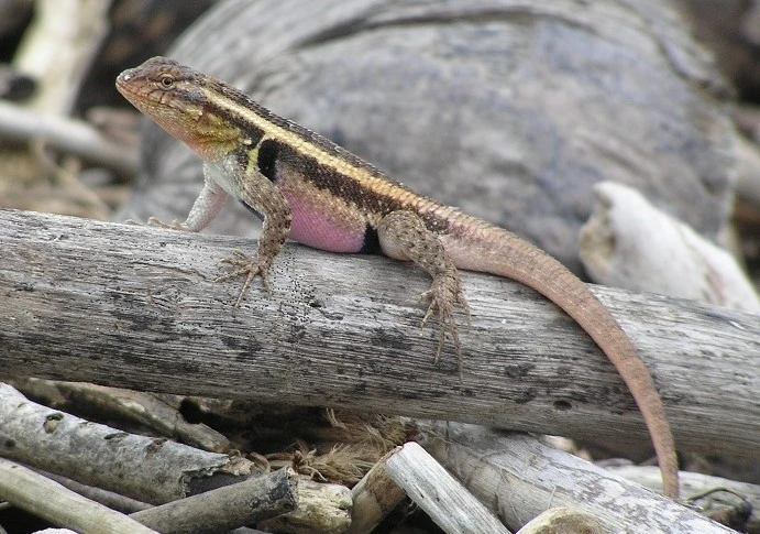 Sceloporus variabilis-Rose-bellied Lizard | Wildlife of the American ...
