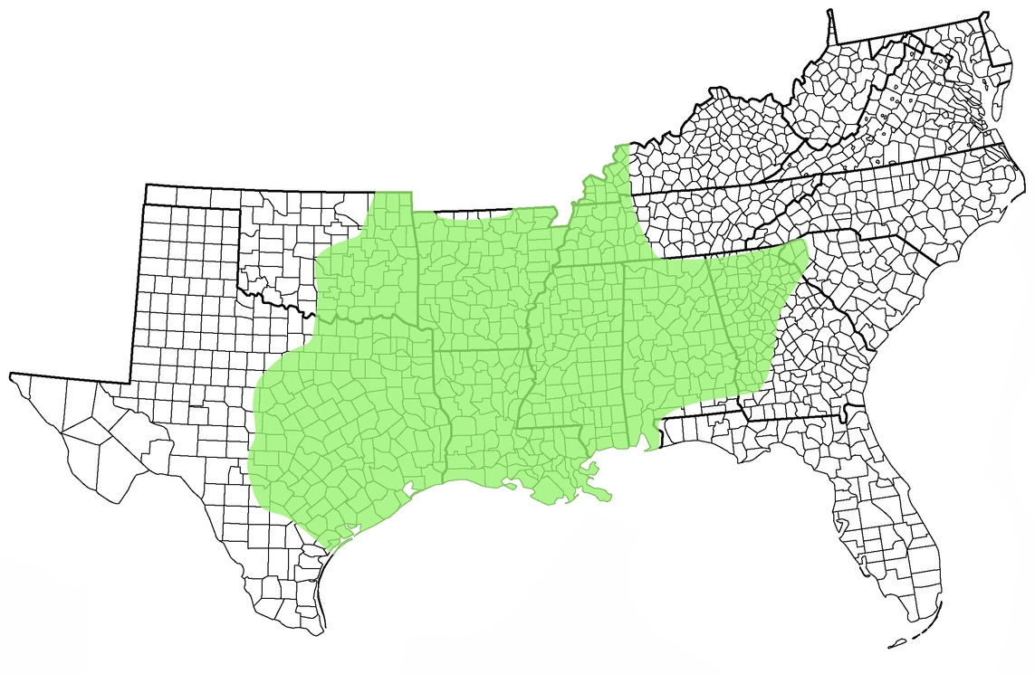 Sylvilagus aquaticus-Swamp Rabbit | Wildlife of the American South Wiki ...