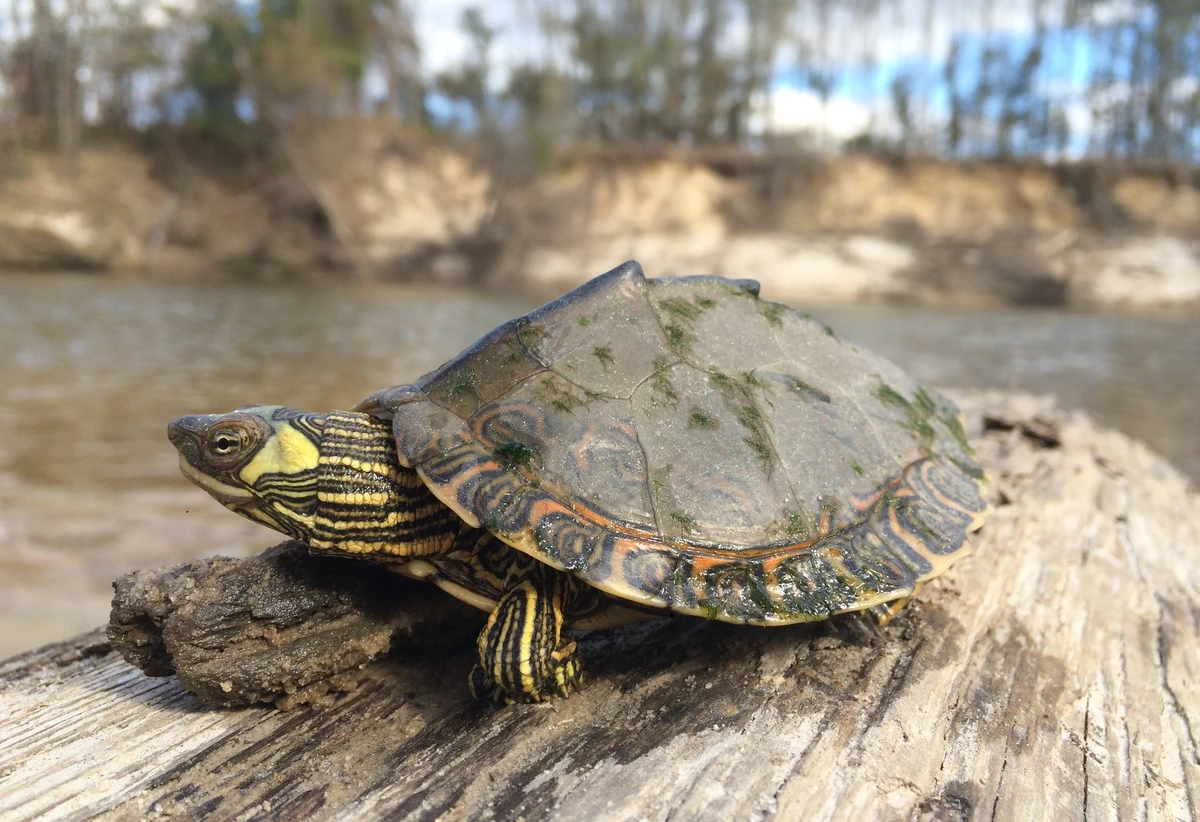 Graptemys gibbonsi-Pascagoula Map Turtle | Wildlife of the American ...