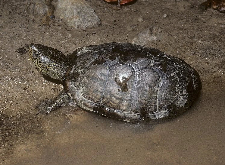 Kinosternon hirtipes-Rough-footed Mud Turtle | Wildlife of the American ...