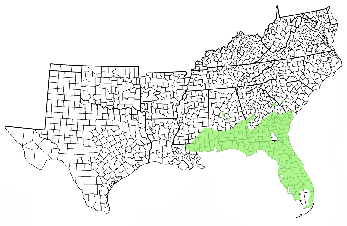 Gopherus polyphemus-Gopher Tortoise | Wildlife of the American South ...