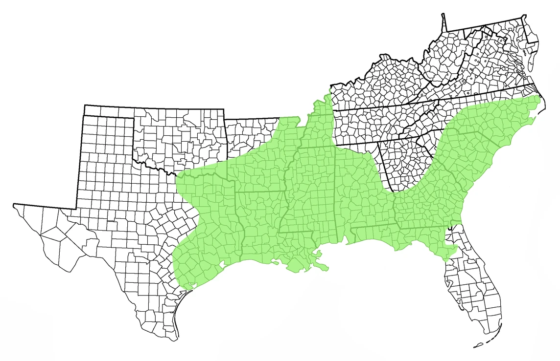 Blarina carolinensis-Southern Short-tailed Shrew | Wildlife of the ...