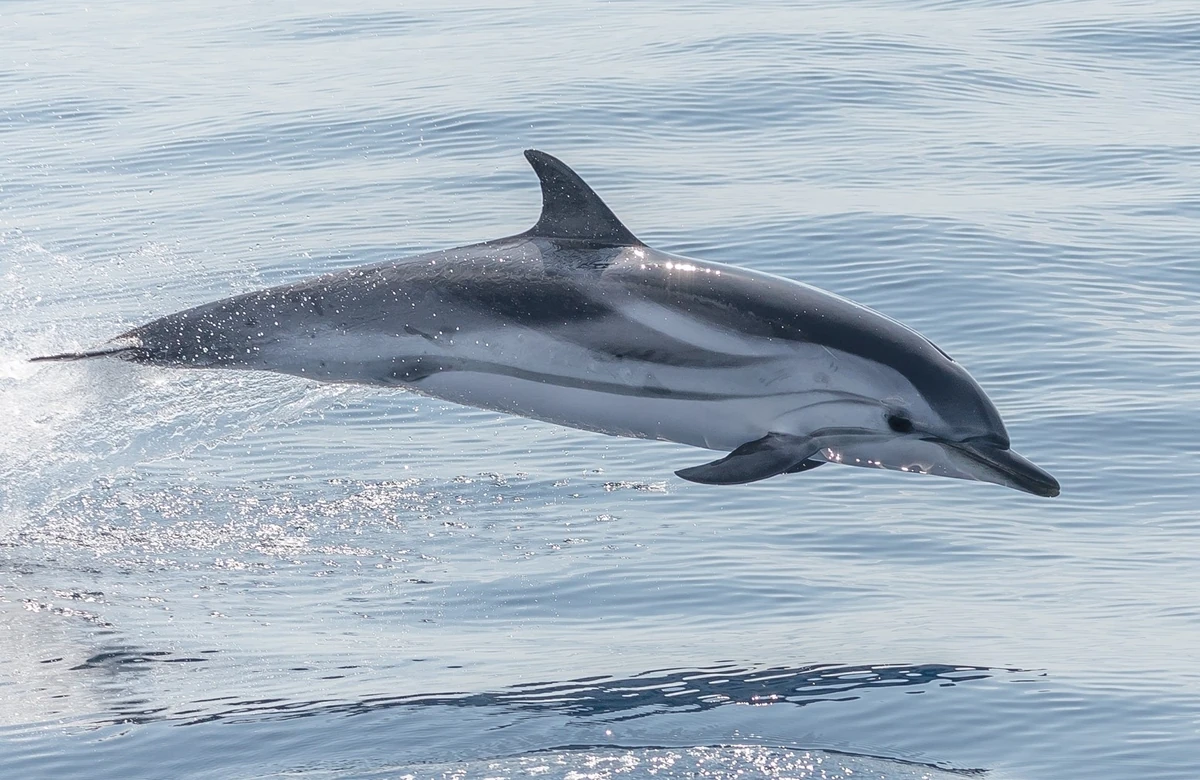 Stenella coeruleoalba-Striped Dolphin | Wildlife of the American South ...