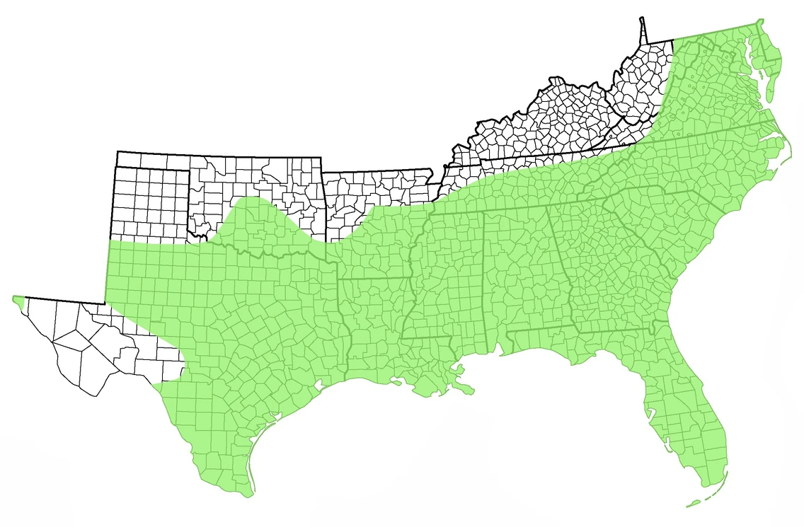 Rattus rattus-Black Rat | Wildlife of the American South Wiki | Fandom
