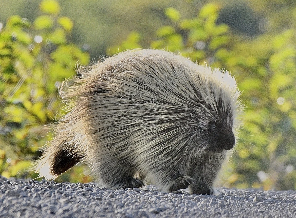 North American Porcupine Range Erethizon Dorsatum (North American