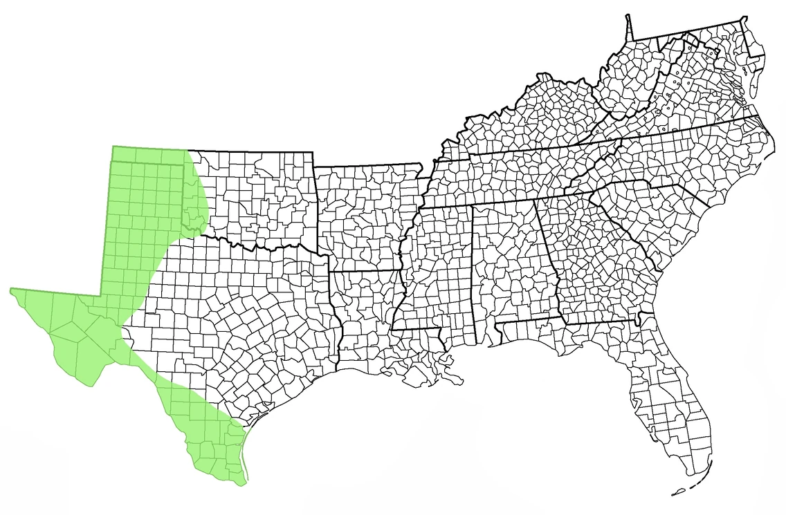 Xerospermophilus spilosoma-Spotted Ground Squirrel | Wildlife of the ...