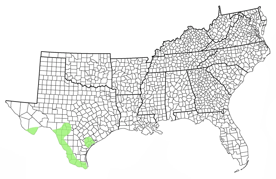 Nasua narica-White-nosed Coati | Wildlife of the American South Wiki ...