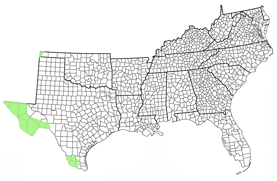 Myotis yumanensis-Yuma Myotis | Wildlife of the American South Wiki ...