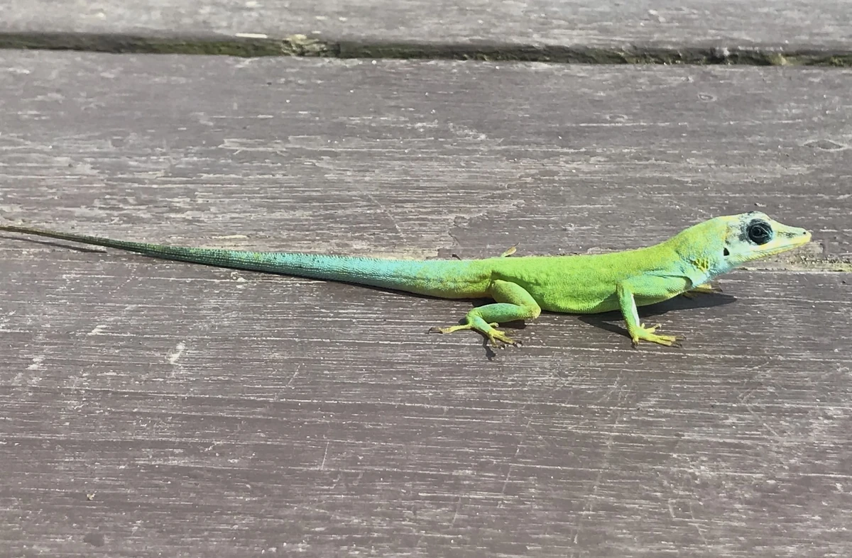 Anolis trinitatis-Saint Vincent Bush Anole | Wildlife of the American ...