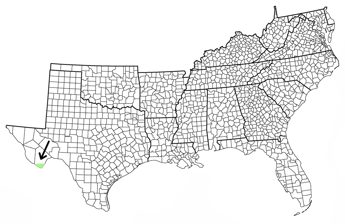 Euderma maculatum-Spotted Bat | Wildlife of the American South Wiki ...