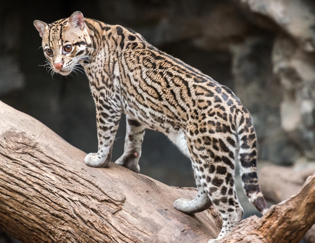 Leopardus pardalis-Ocelot | Wildlife of the American South Wiki | Fandom