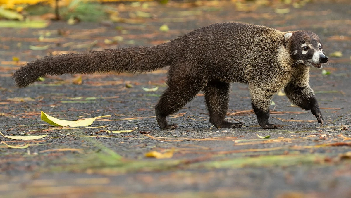 Nasua narica-White-nosed Coati | Wildlife of the American South Wiki ...
