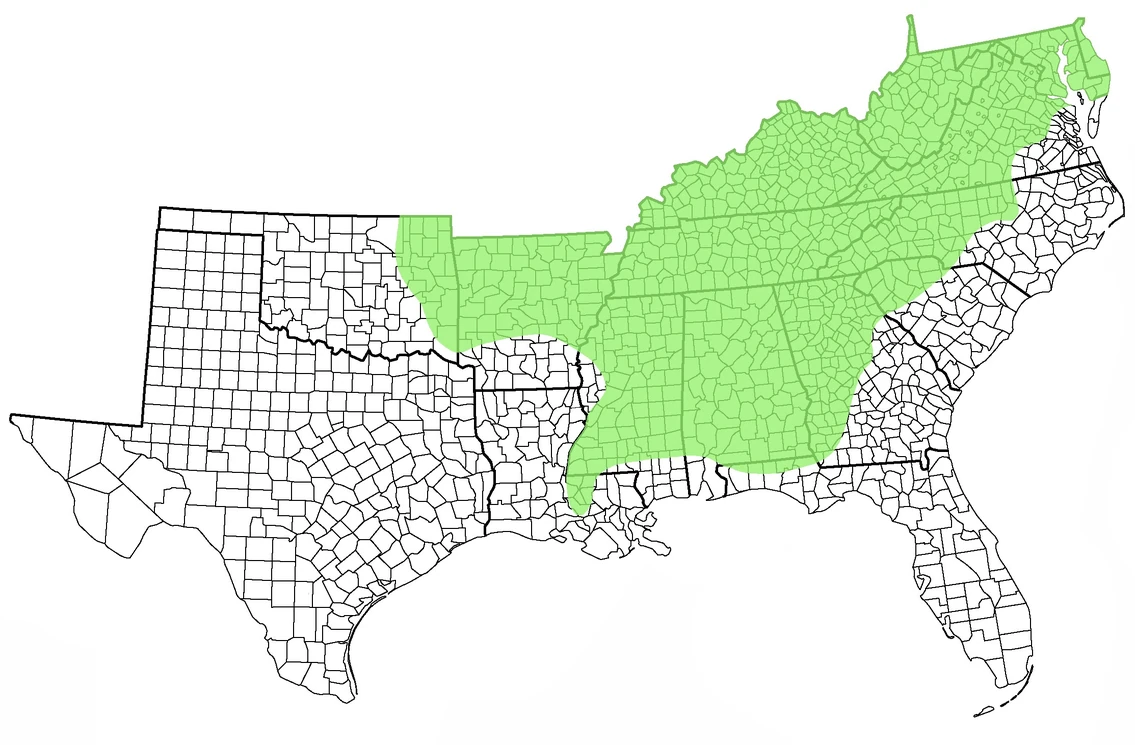 Tamias striatus-Eastern Chipmunk | Wildlife of the American South Wiki ...