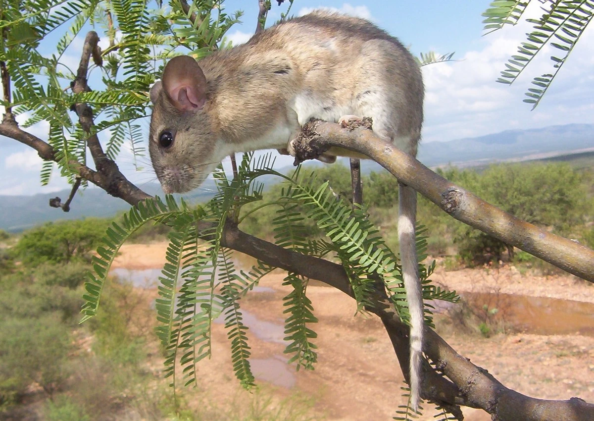 Neotoma leucodon-White-toothed Woodrat | Wildlife of the American South ...