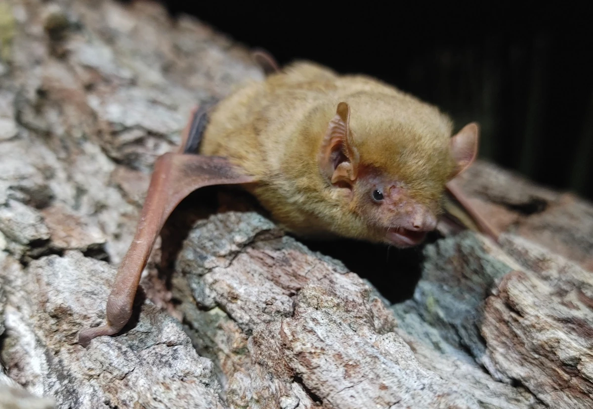 Dasypterus intermedius-Northern Yellow Bat | Wildlife of the American ...