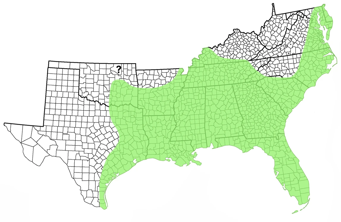 Oryzomys palustris-Marsh Rice Rat | Wildlife of the American South Wiki ...