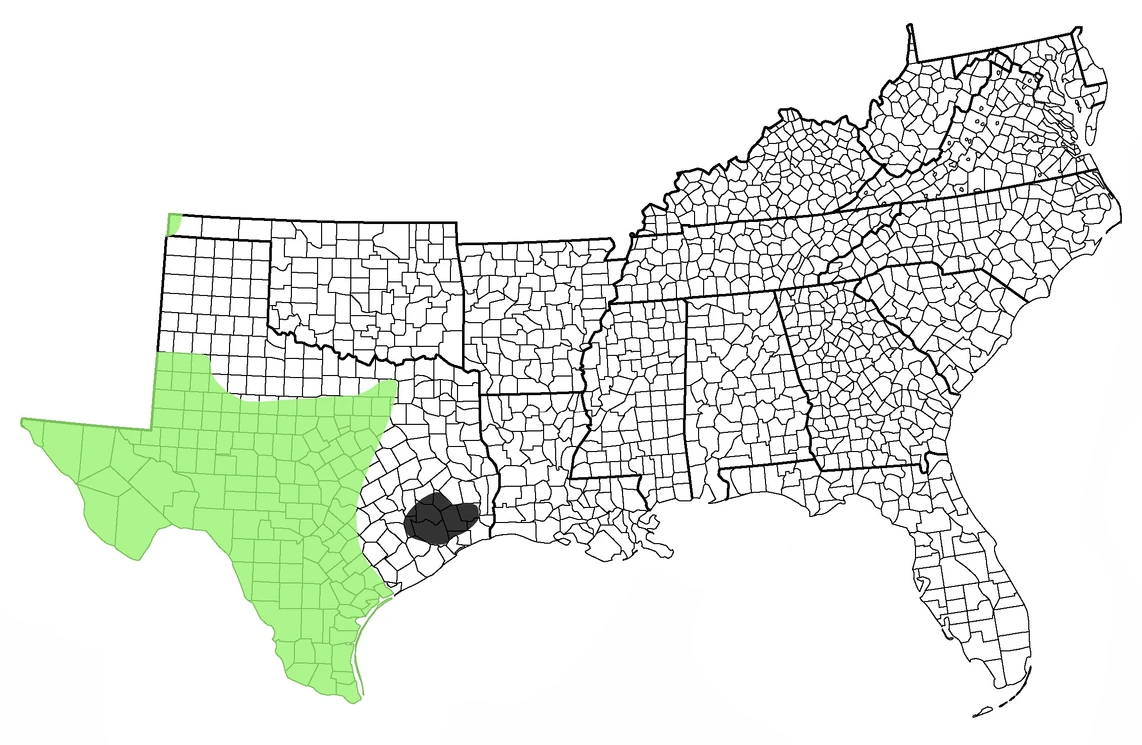 Conepatus leuconotus-American Hog-nosed Skunk | Wildlife of the ...