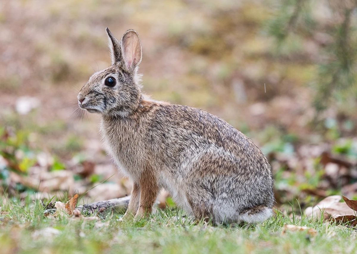 Sylvilagus floridanus-Eastern Cottontail | Wildlife of the American ...