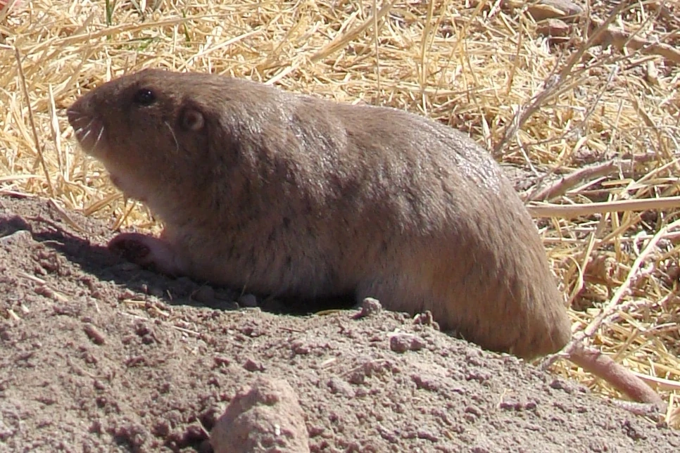 Geomys arenarius-Desert Pocket Gopher | Wildlife of the American South ...