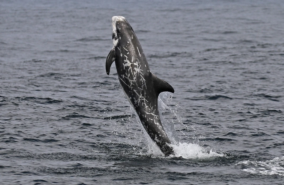Grampus griseus-Risso's Dolphin | Wildlife of the American South Wiki ...