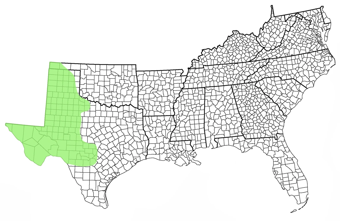 Neotoma leucodon-White-toothed Woodrat | Wildlife of the American South ...