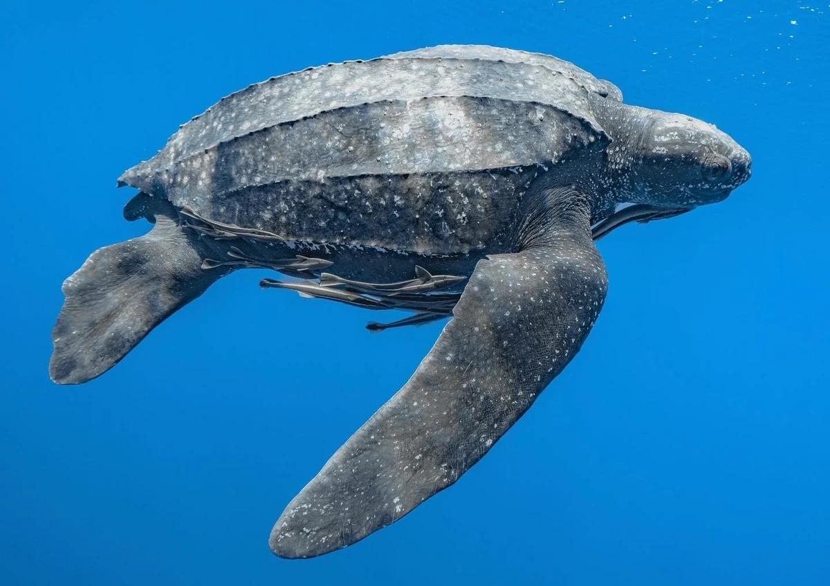 Dermochelys coriacea-Leatherback Sea Turtle | Wildlife of the American ...