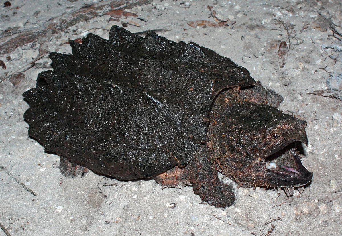 Macrochelys suwanniensis-Suwannee Snapping Turtle | Wildlife of the ...