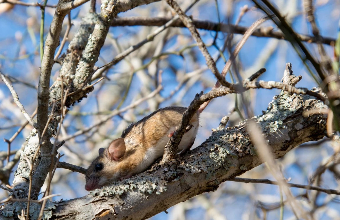 Peromyscus attwateri-Texas Mouse | Wildlife of the American South Wiki ...
