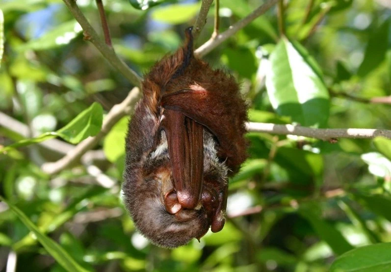 Lasiurus seminolus-Seminole Bat | Wildlife of the American South Wiki ...