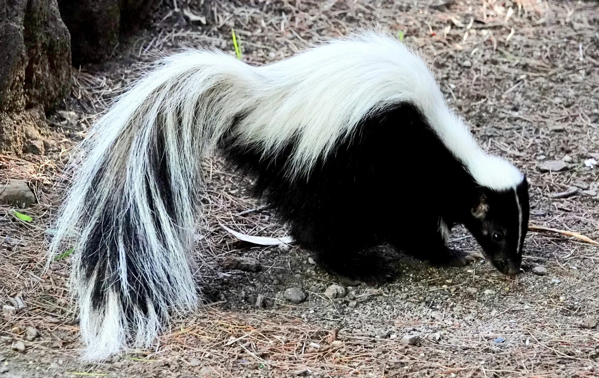 Mephitis macroura-Hooded Skunk | Wildlife of the American South Wiki ...