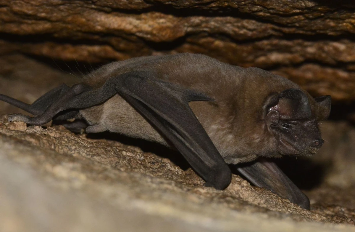 Molossus molossus-Velvety Free-tailed Bat | Wildlife of the American South Wiki | Fandom